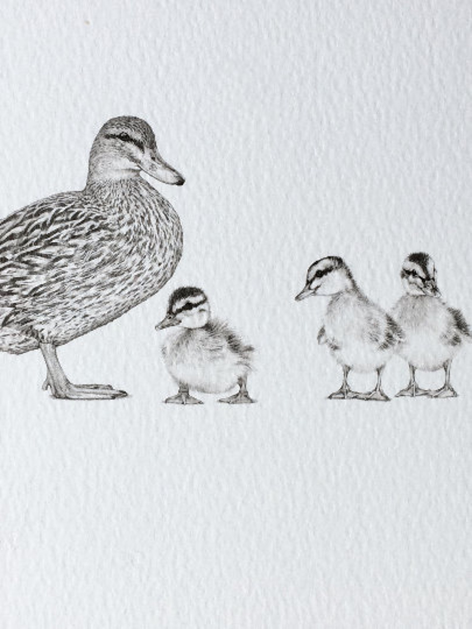 Greeting Card Ducks Drawing | Etsy