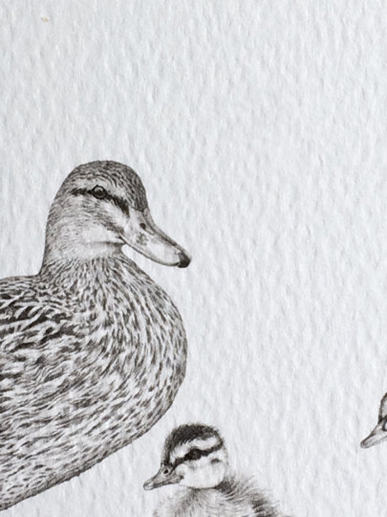 Greeting Card Ducks Drawing | Etsy