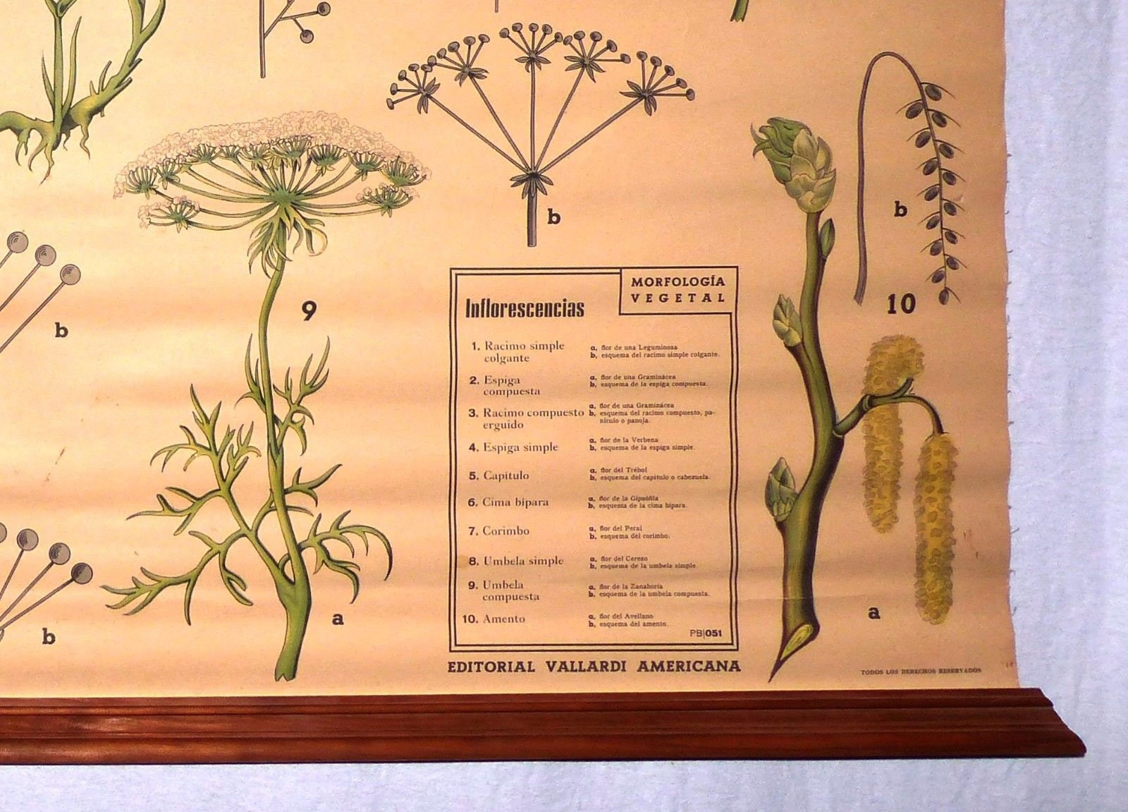 Vintage Roll SCHOOL MAP Botany/botanica inflorescentes - Etsy