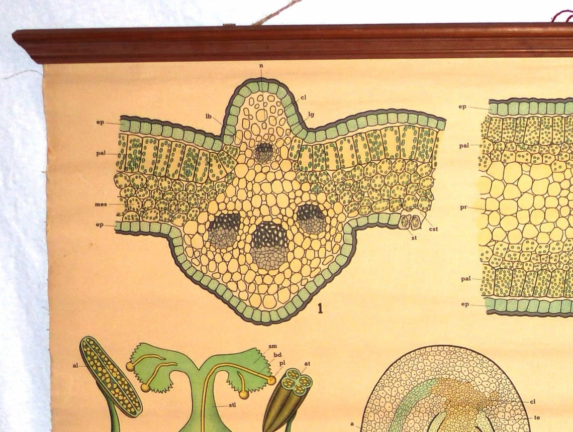 Vintage Roll SCHOOL MAP Botany/botanica (leaf and Flower) Antique ...
