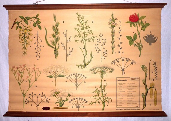 Vintage Roll SCHOOL MAP Botany/botanica inflorescentes | Etsy
