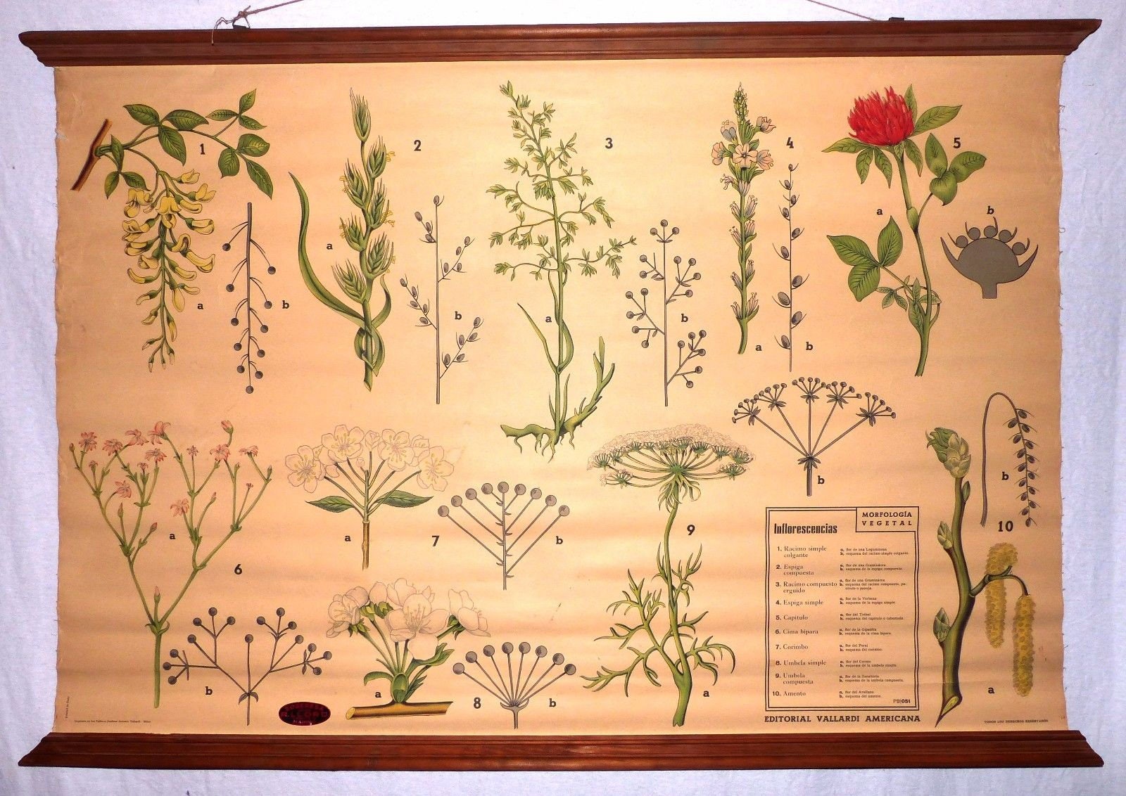 Vintage Roll SCHOOL MAP Botany/botanica inflorescentes - Etsy