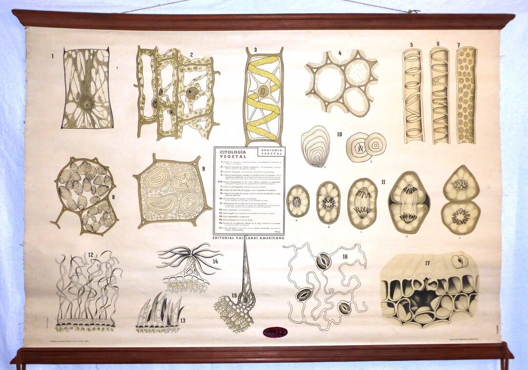 Vintage Roll SCHOOL MAP Botany/botanica citología Antique Poster ...