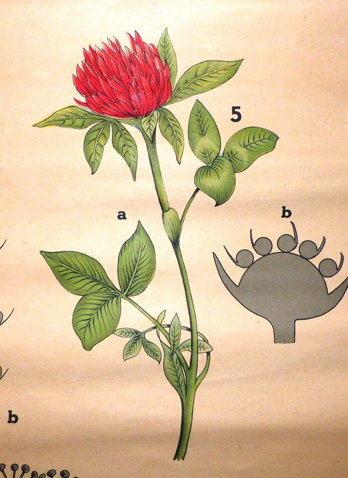 Vintage Roll SCHOOL MAP Botany/botanica inflorescentes - Etsy