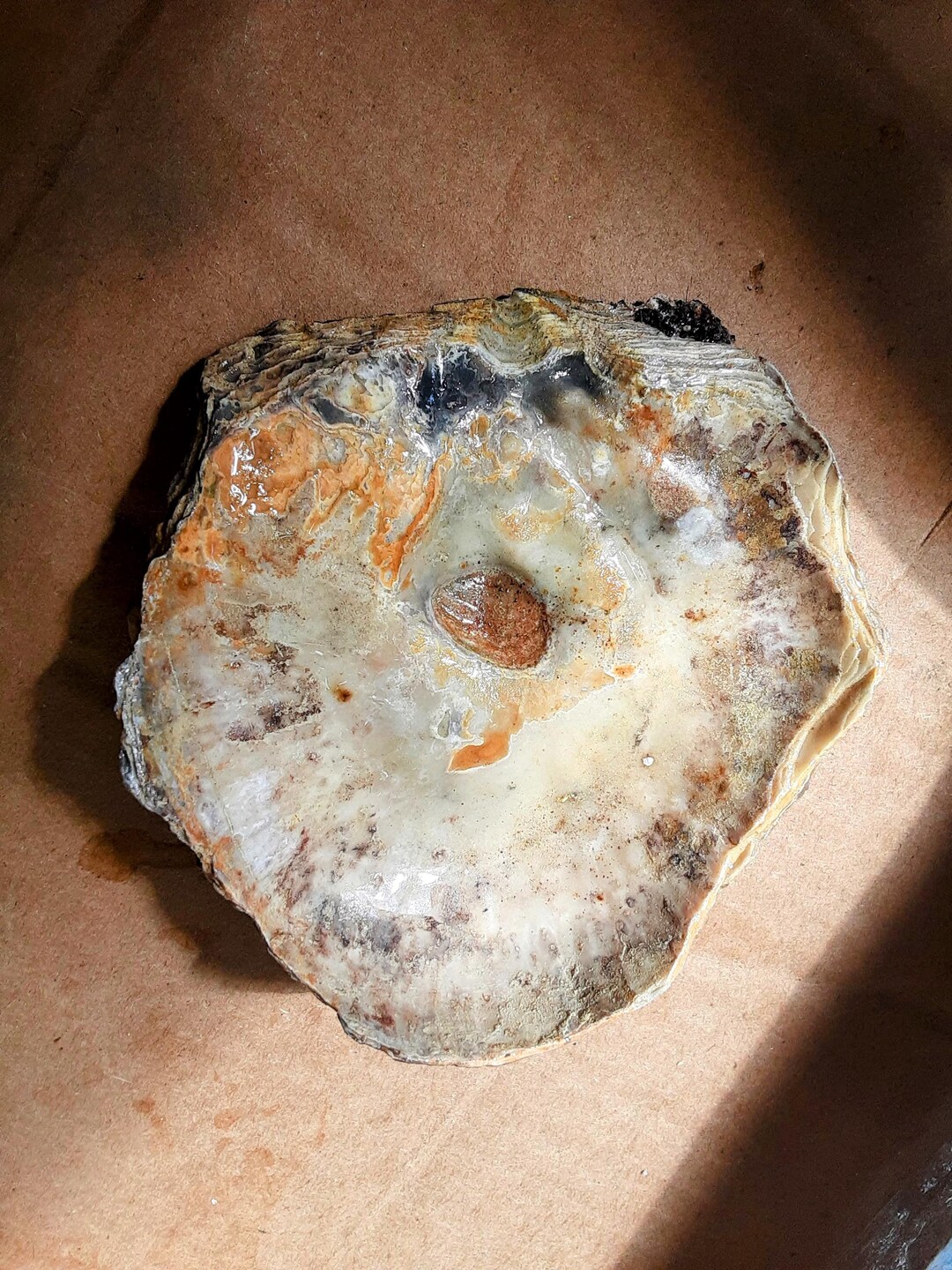 Mississippi Was Once an Ocean! Fossilized Oyster Shells Over 50 Million ...