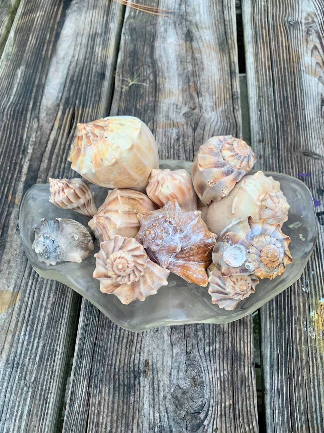 Natural Lightning Whelk and Kobbed Whelk Set of Sea Shells for Decor - Etsy