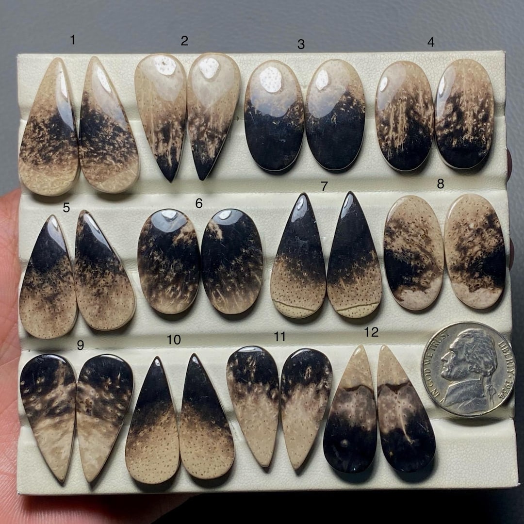 Petrified Palm Root Agate Pair A One Quality 100% Natural Palm Root ...