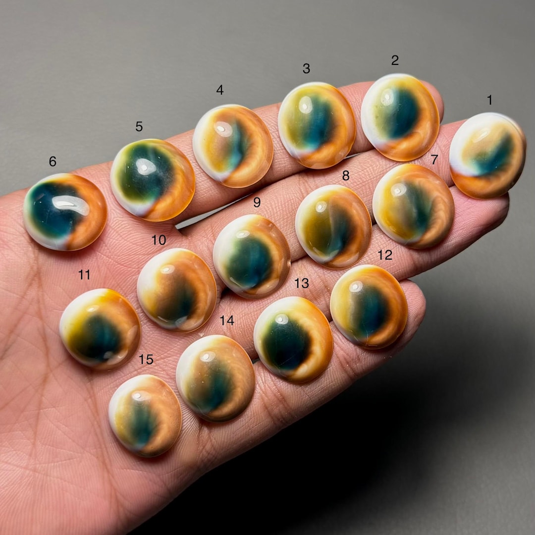 Australian Shiva Eye Shell A One Quality 100% Natural Shiva Eye ...