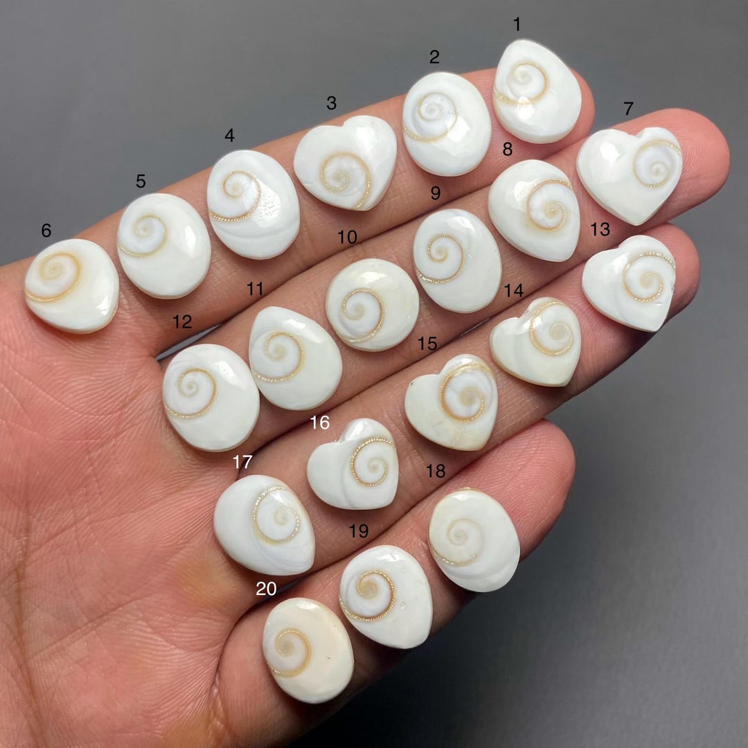 Australian Shiva Eye Shell A One Quality 100% Natural Shiva Eye Shell ...