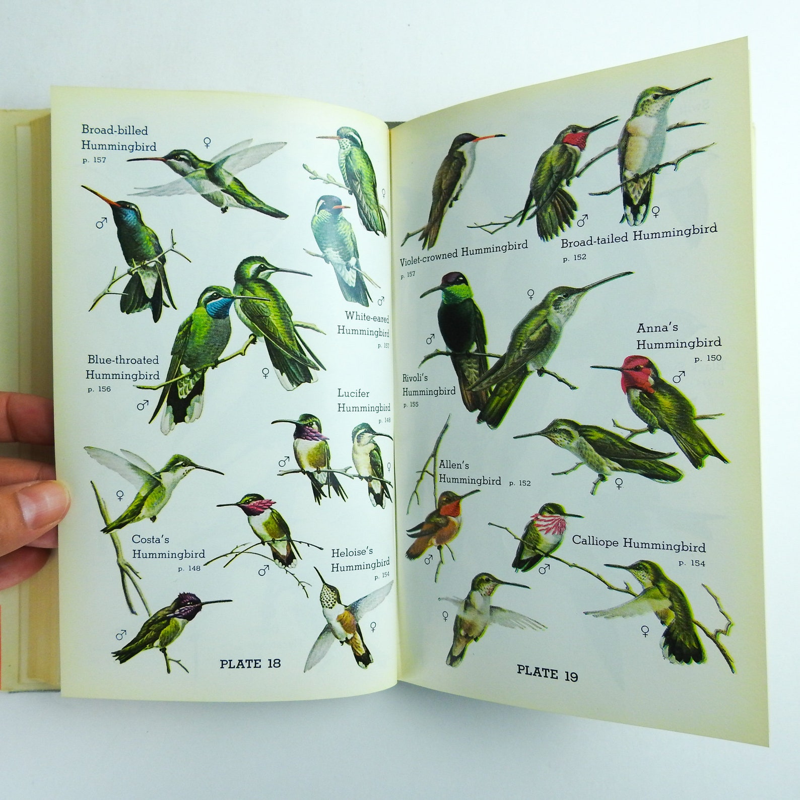 Audubon Western Bird Guide / First Print / Vintage Bird ID - Etsy