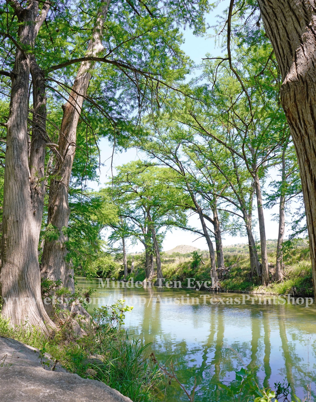 Blanco River Bald Cypress Tree Photo Print: Wimberley Texas Nature Art ...