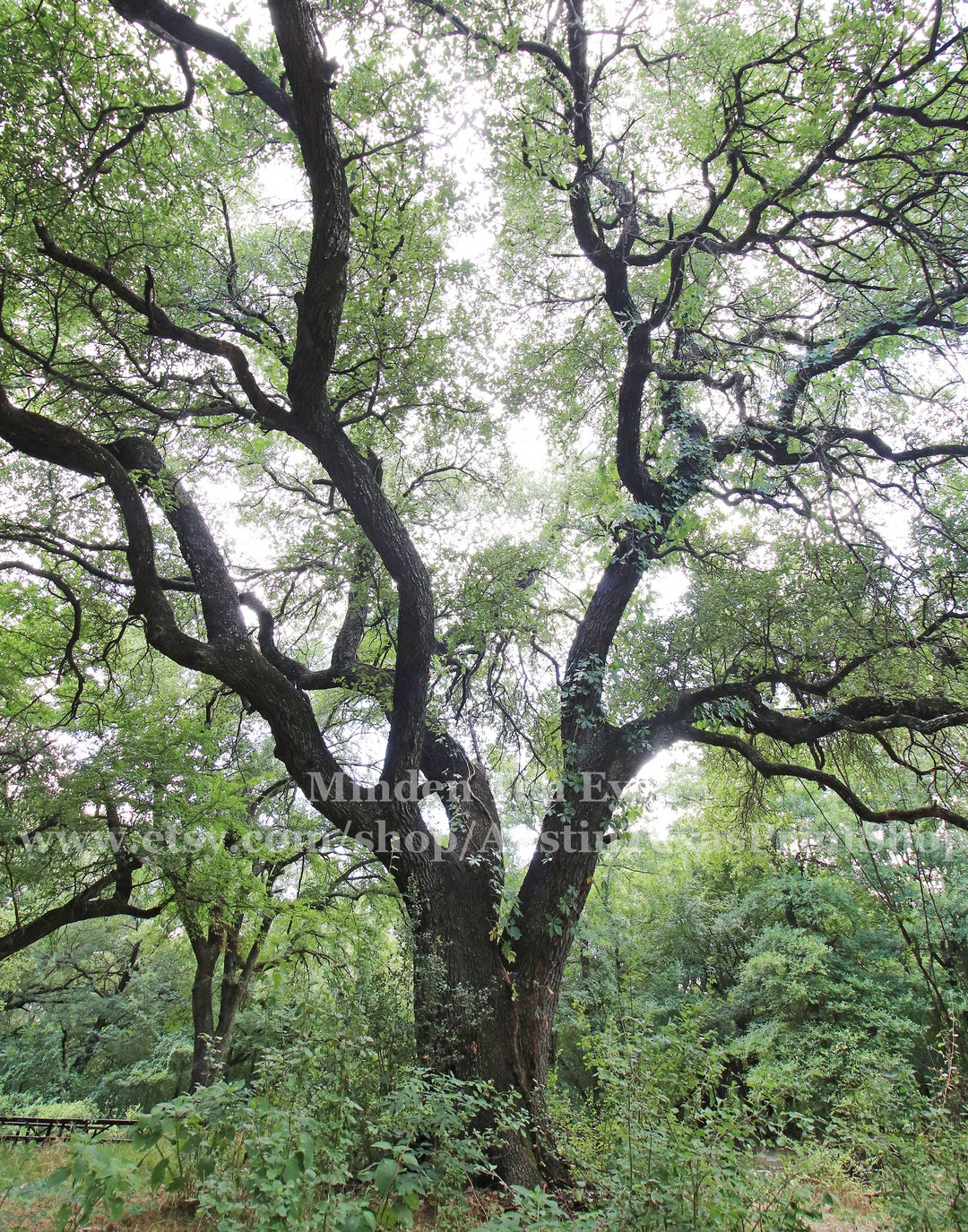 Beautiful Live Oak Tree Photo Print, Tree Art - Etsy