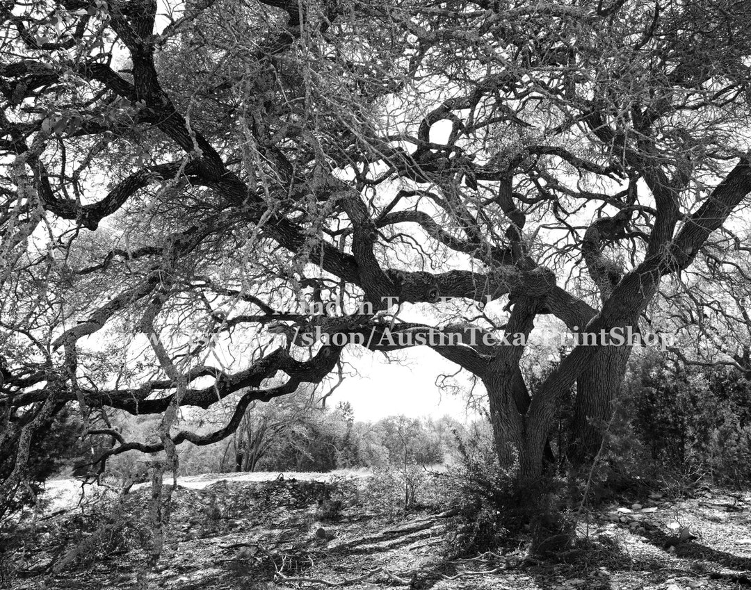 HORIZONTAL Oak Tree Photo Print Atx Print Black and White Austin ...