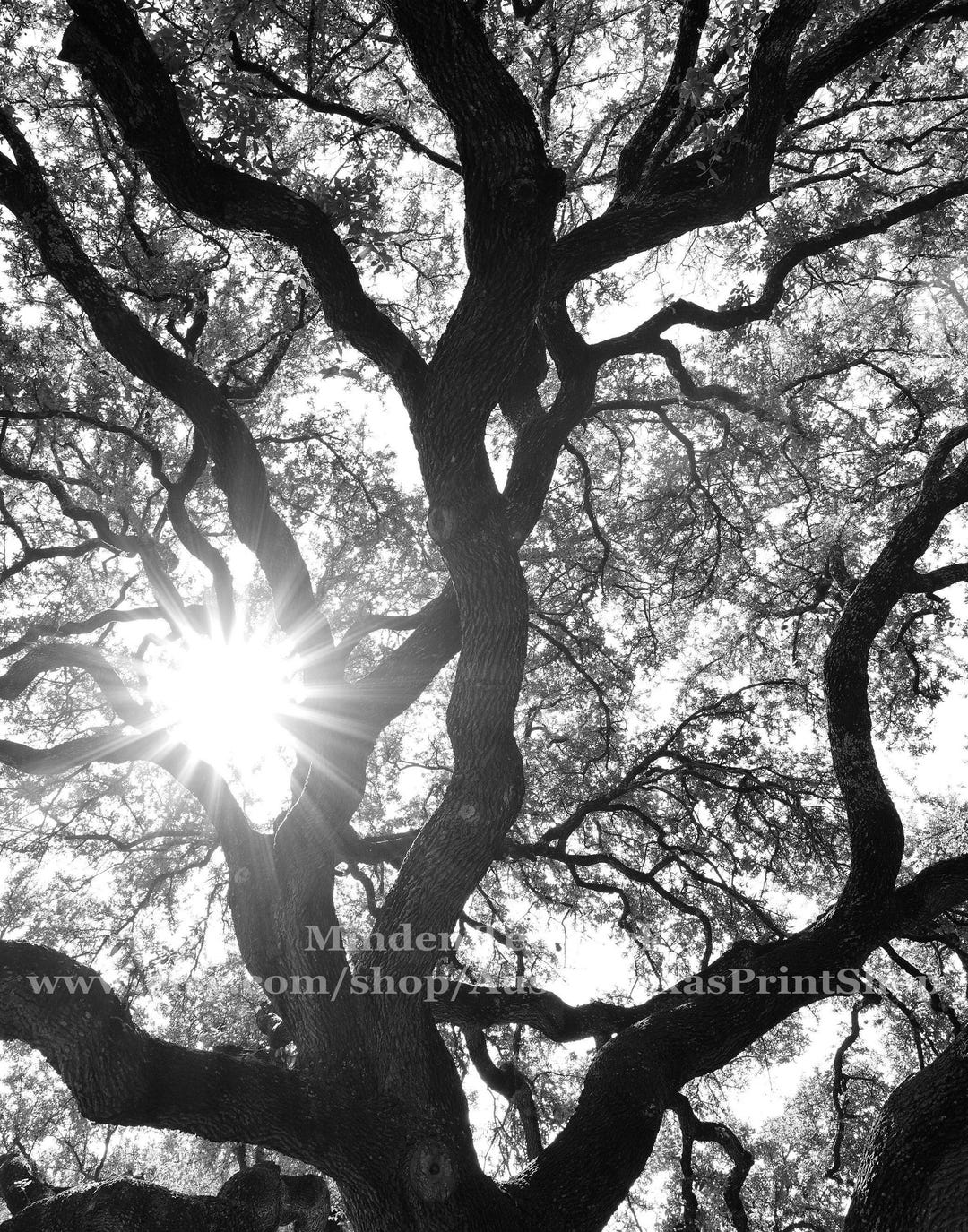 Live Oak Tree Photo Print: Austin Texas Sunburst, Black and White - Etsy