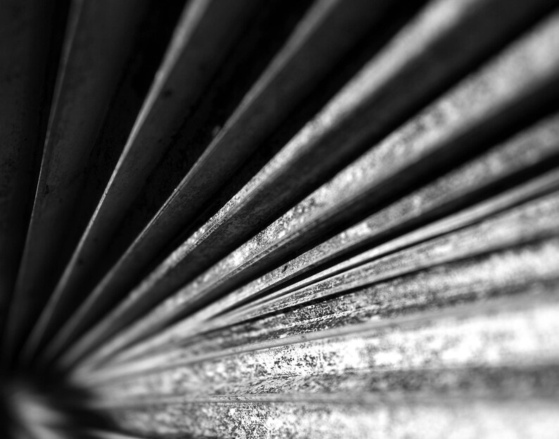 Black and White Photo of Ridges on a Texas Palm Tree Frond IV - Etsy
