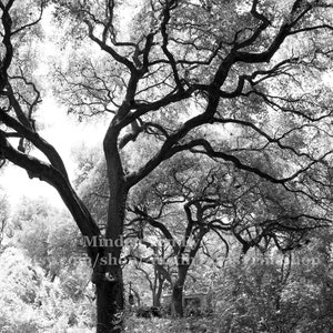 VERTICAL Photo Print Live Oak Tree Austin Live Oak Photo Print Zilker ...