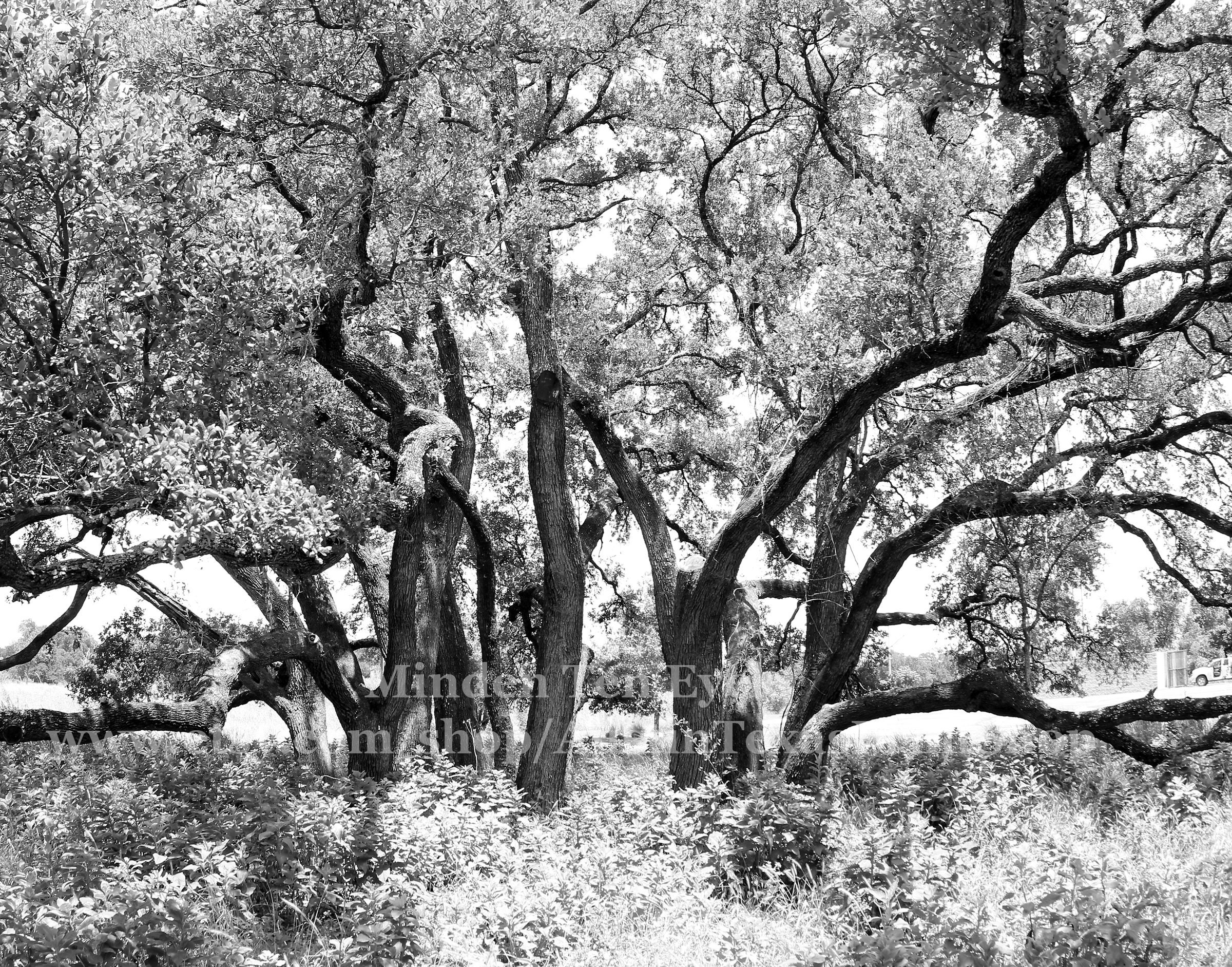 Live Oak Trees Wall Hangings Austin Photography Texas Gift | Etsy