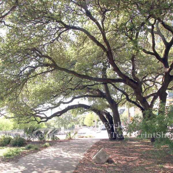 Live Oak Tree - Etsy