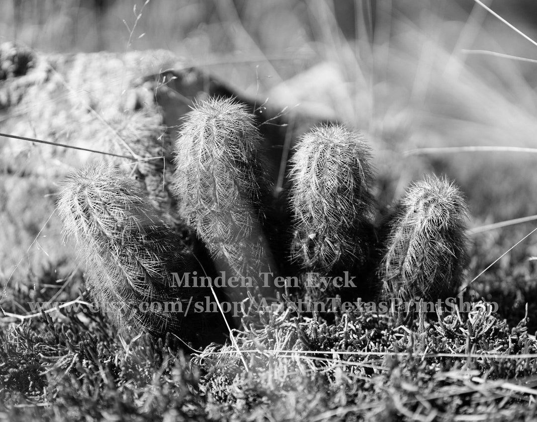 HORIZONTAL Black and White Cactus Photo Print Cactus Wall Art Cactus ...