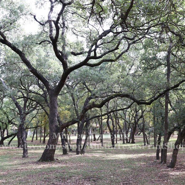 Live Oak Trees - Etsy