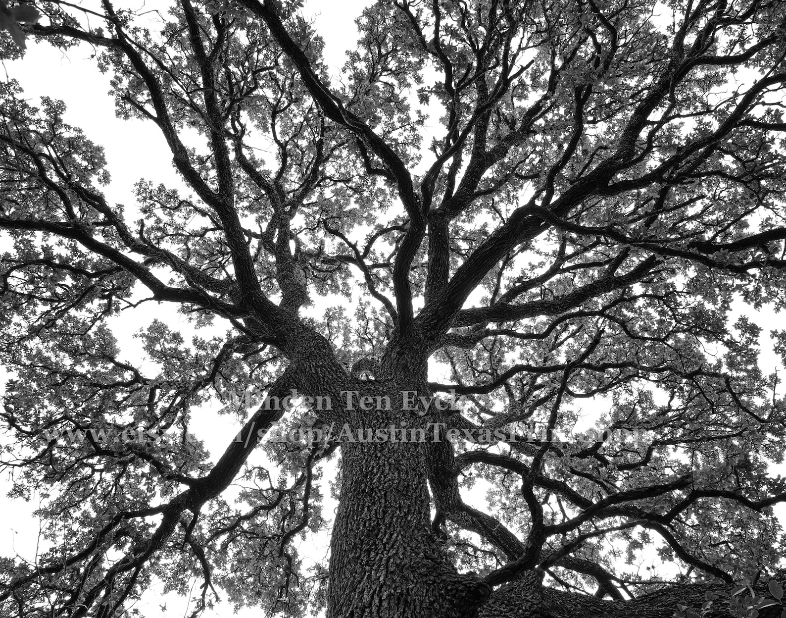 Live Oak Tree Photo Print: Austin Texas Black and White Art - Etsy