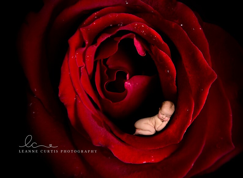 Newborn Photography Digital Backdrop Background Collection Instant ...