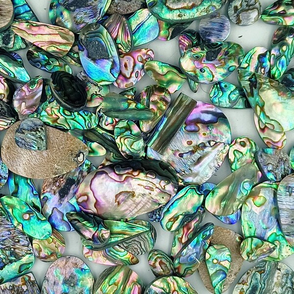 Abalone Shell (Just for you!) - Etsy