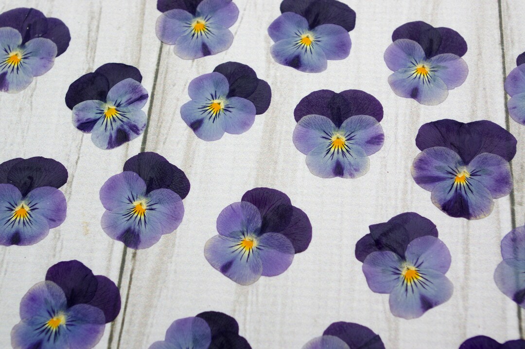 20 Dried Pressed Pansy Flowers Flowers for Crafts Dry - Etsy