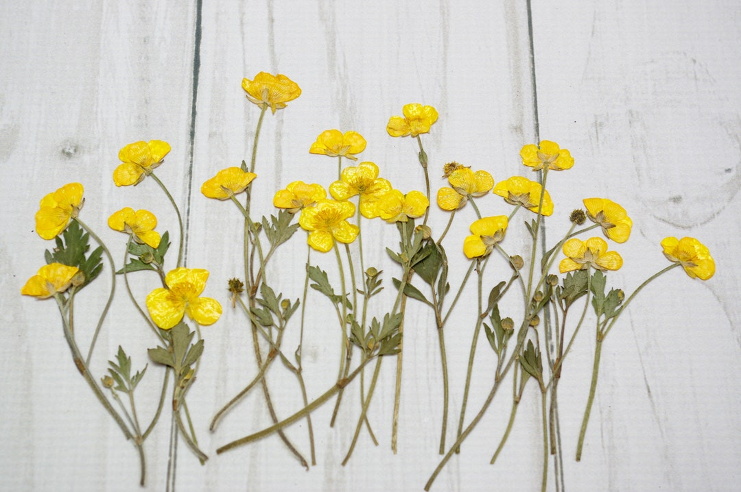 20 Dried Pressed Ranunculus Flowers Flowers for Crafts Dry - Etsy