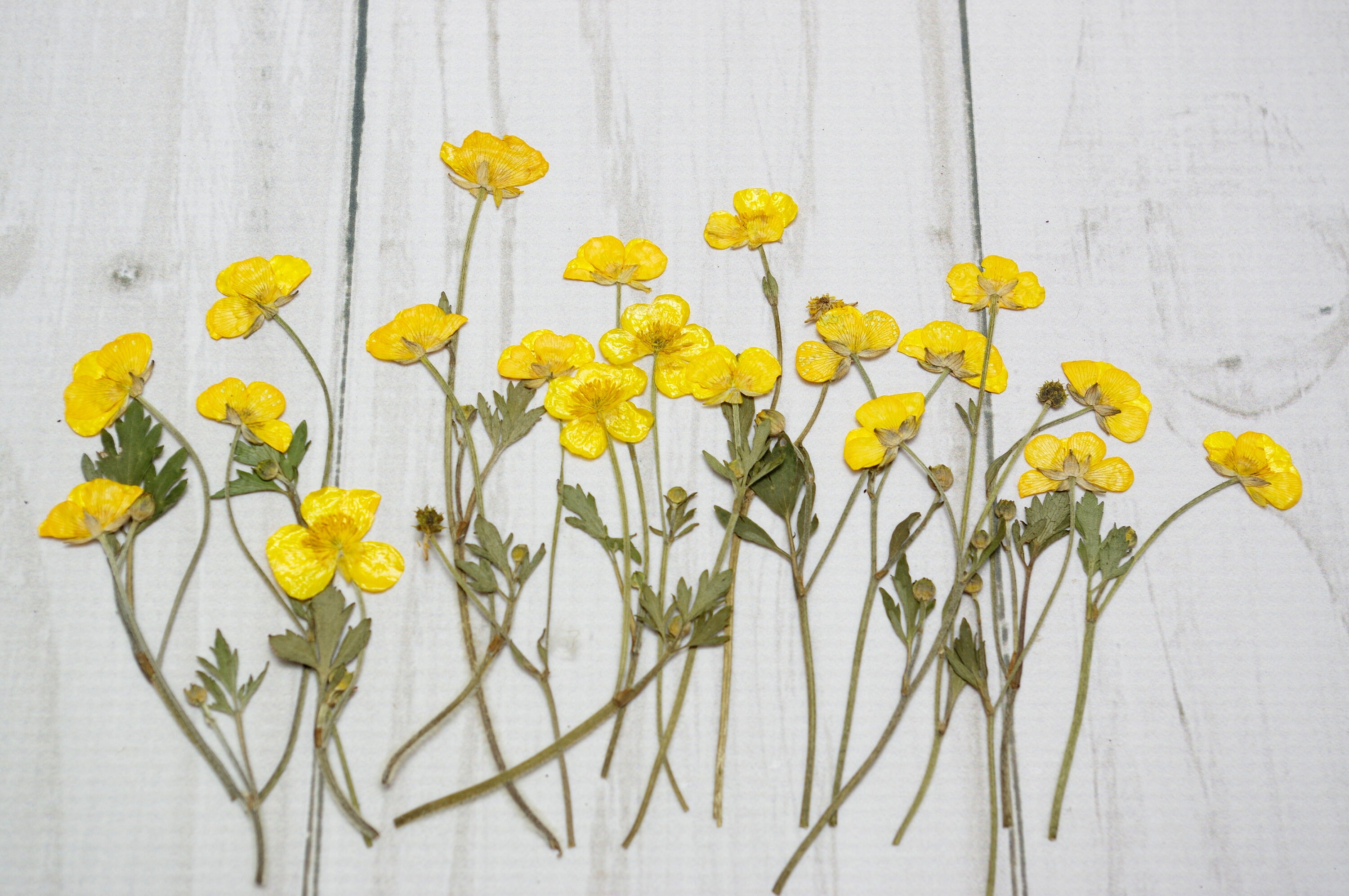 20 Dried Pressed Ranunculus Flowers Flowers for Crafts Dry - Etsy