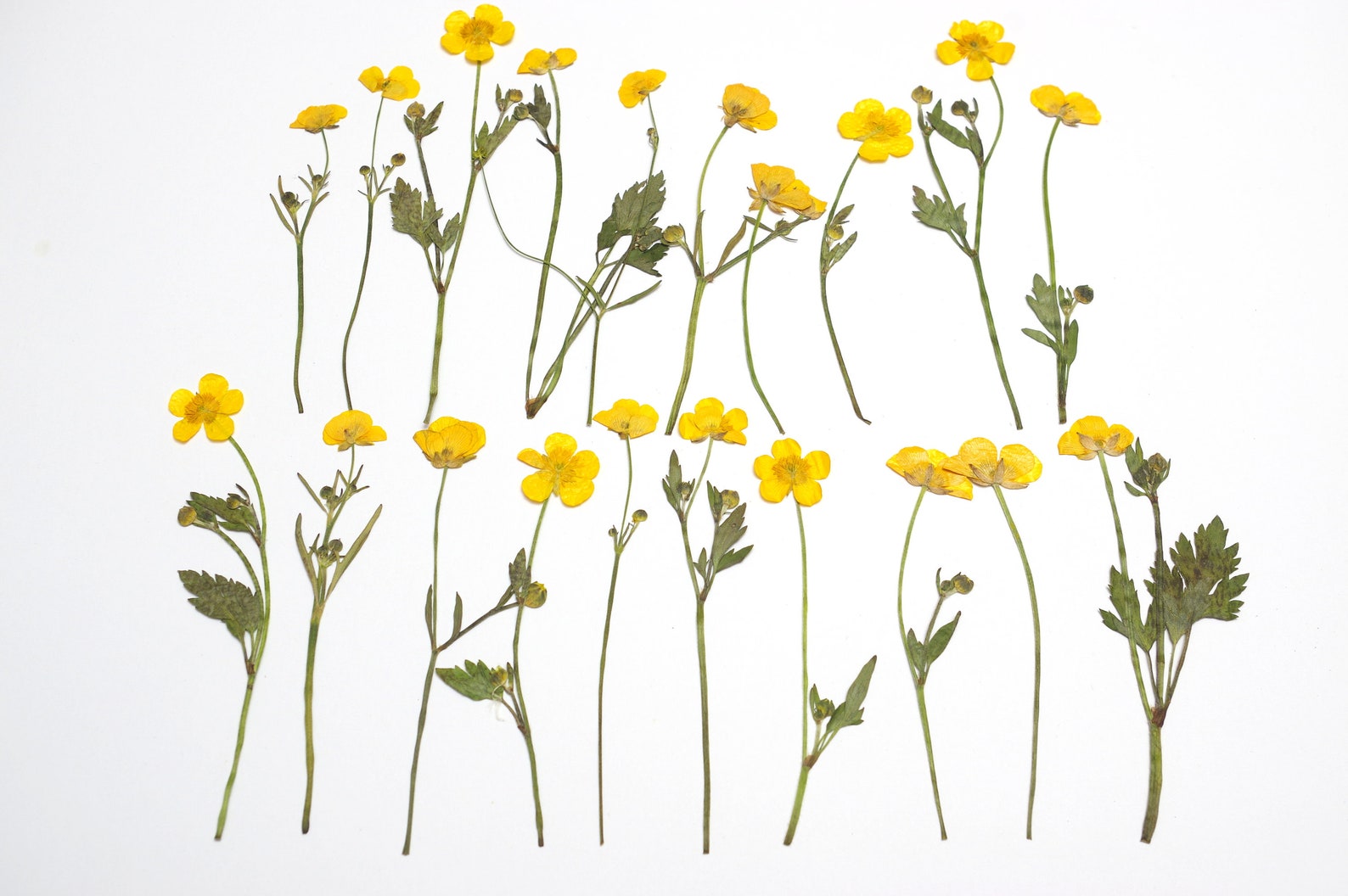 20 dried pressed ranunculus flowers flowers for crafts dry | Etsy