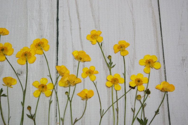 20 Dried Pressed Ranunculus Flowers, Flowers for Crafts, Dry Flowers ...