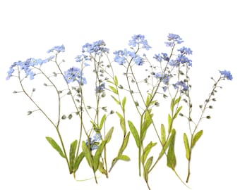 Dried Forget Me Not - Etsy