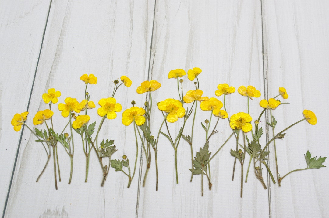 20 Dried Pressed Ranunculus Flowers Flowers for Crafts Dry - Etsy