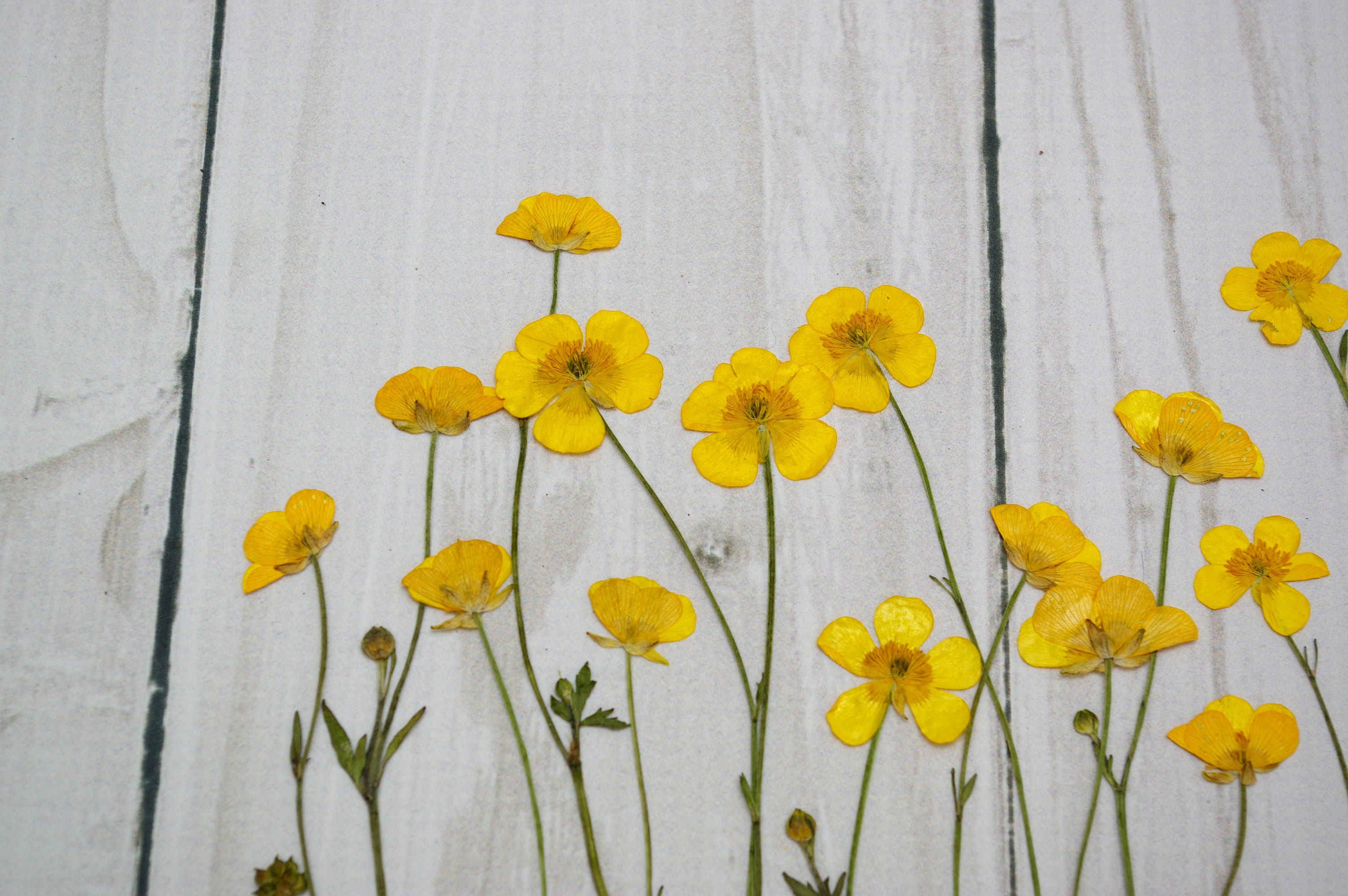 20 Dried Pressed Ranunculus Flowers, Flowers for Crafts, Dry Flowers ...