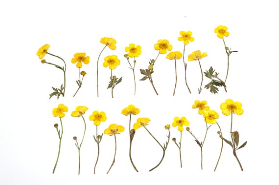 20 Dried Pressed Ranunculus Flowers Flowers for Crafts Dry - Etsy