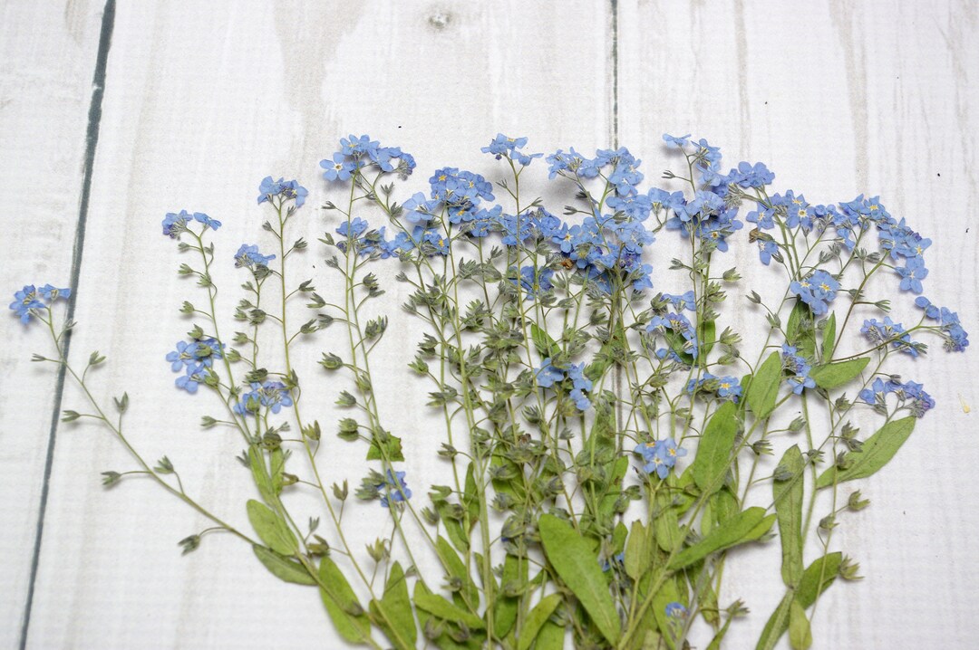 20 Dried Pressed Forget Me Not Flowers Flowers for Crafts - Etsy Ireland