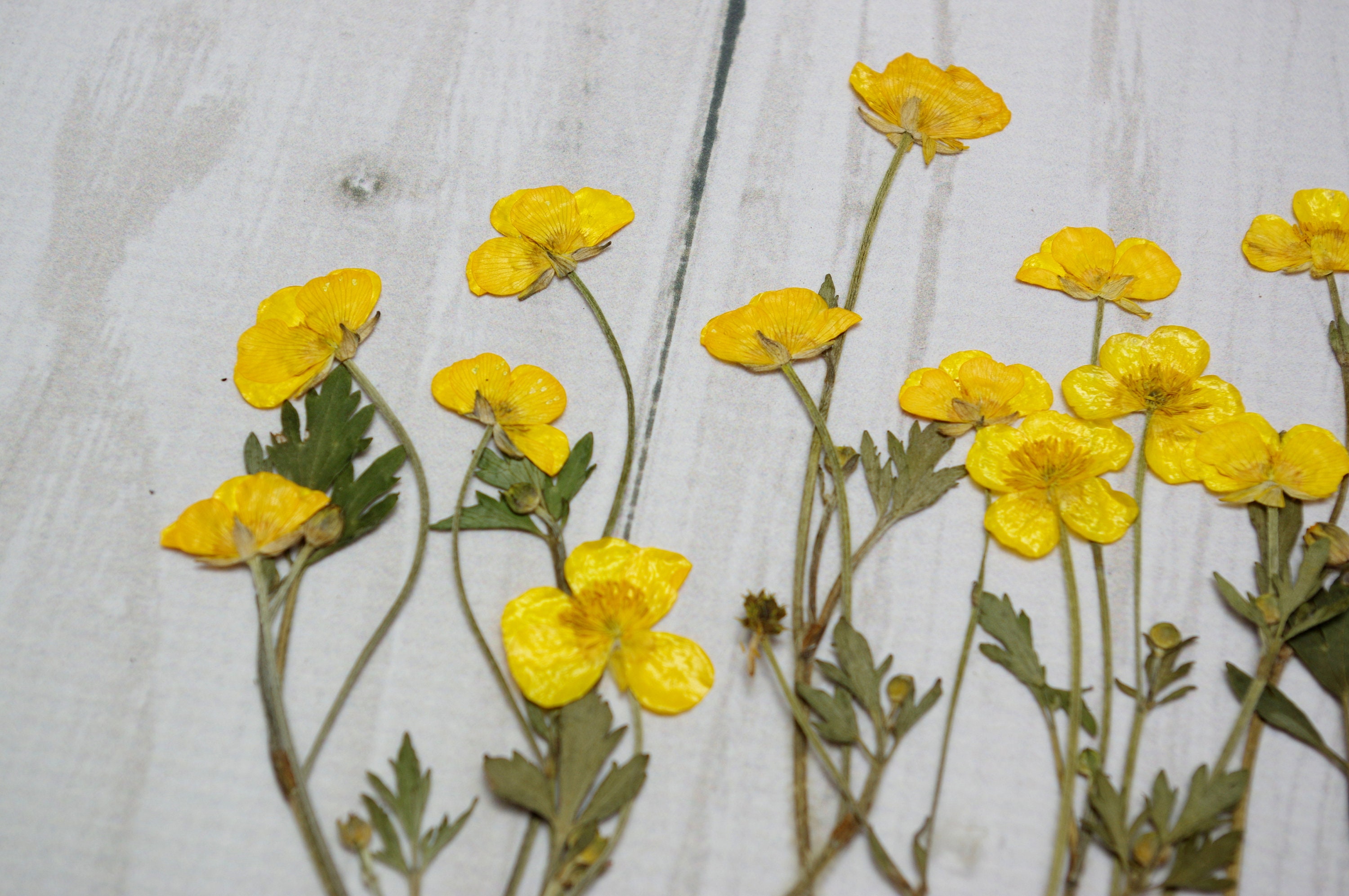 20 Dried Pressed Ranunculus Flowers Flowers for Crafts Dry - Etsy