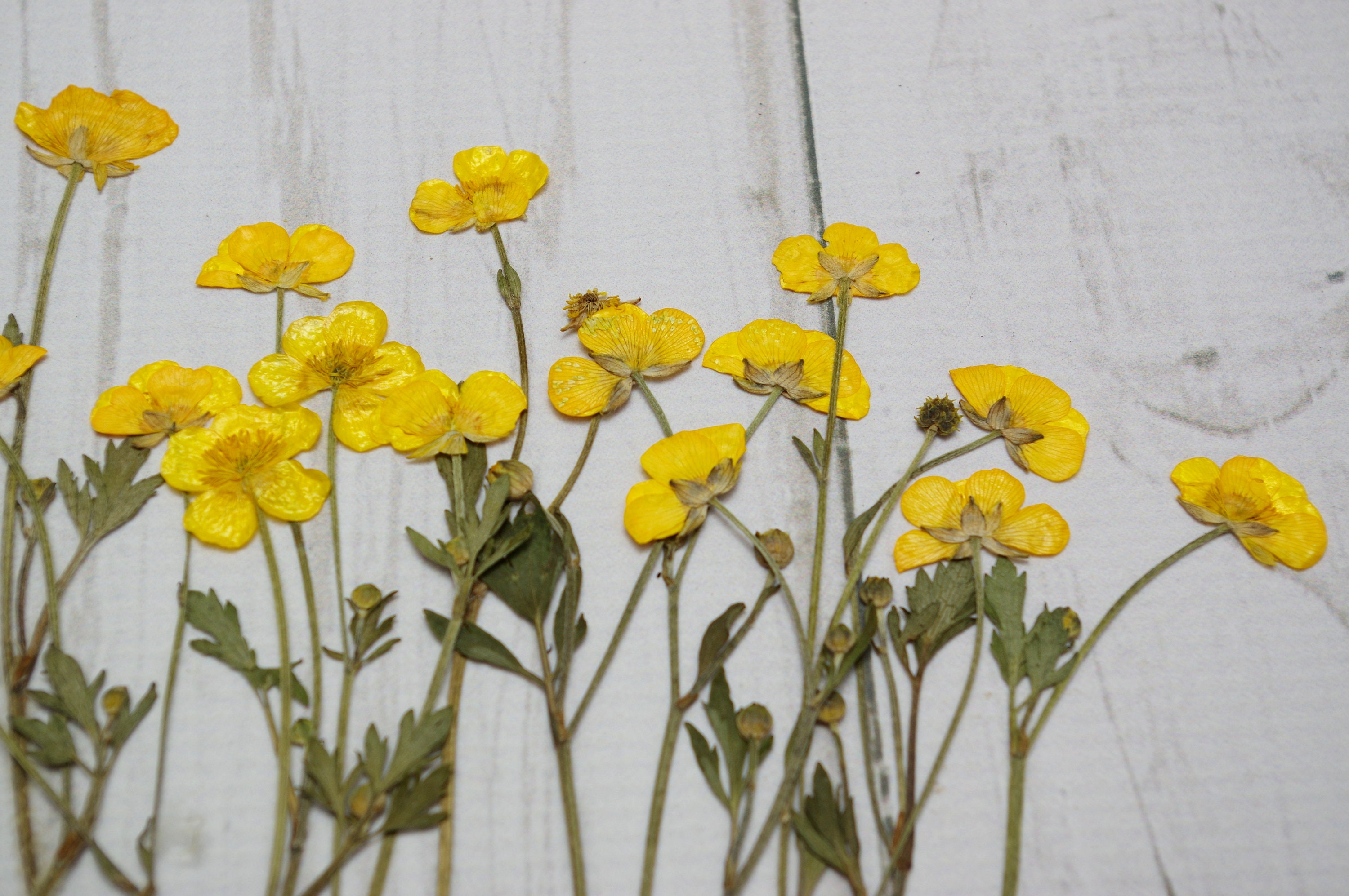 20 Dried Pressed Ranunculus Flowers Flowers for Crafts Dry - Etsy