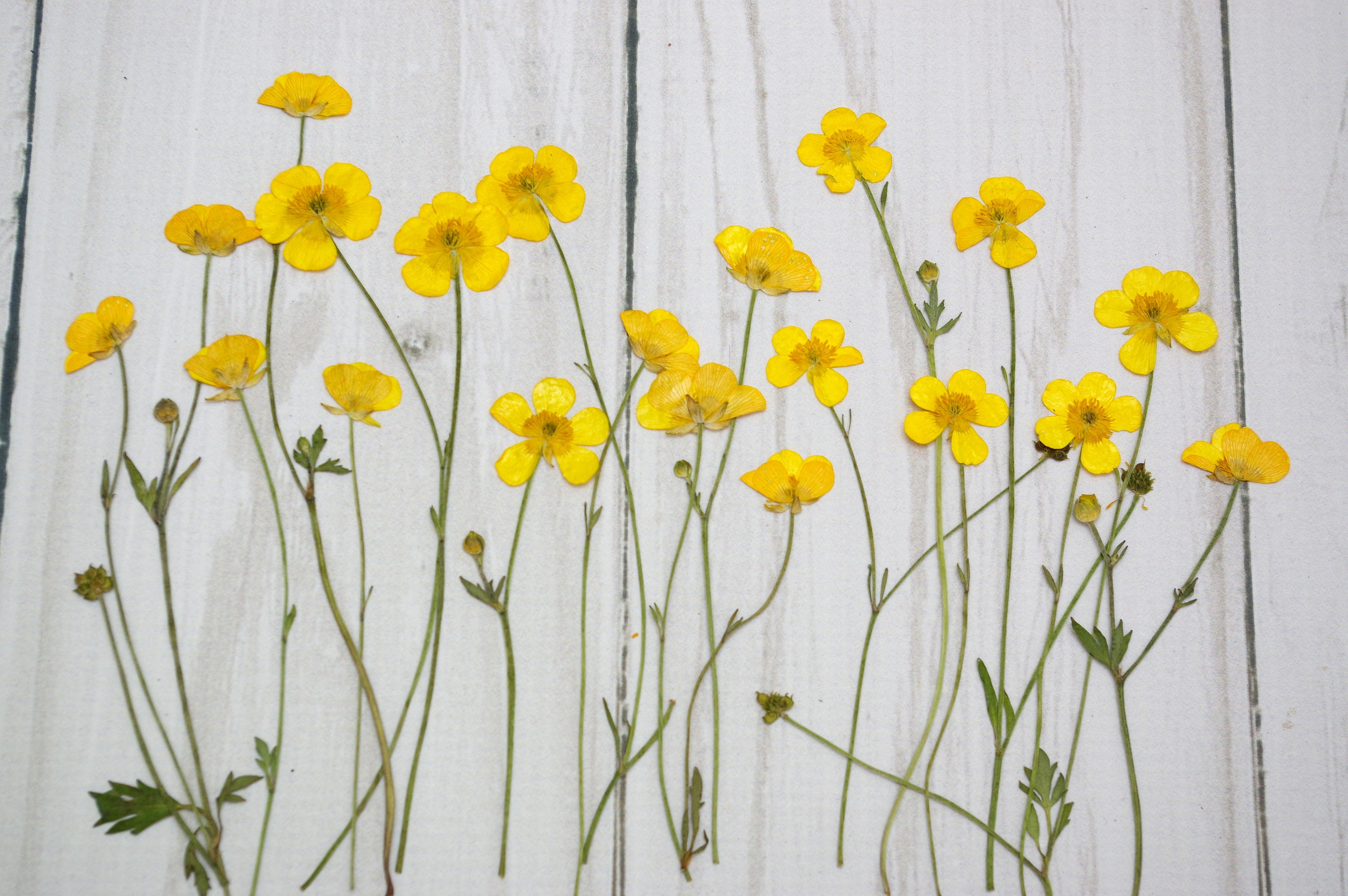 20 Dried Pressed Ranunculus Flowers, Flowers for Crafts, Dry Flowers ...