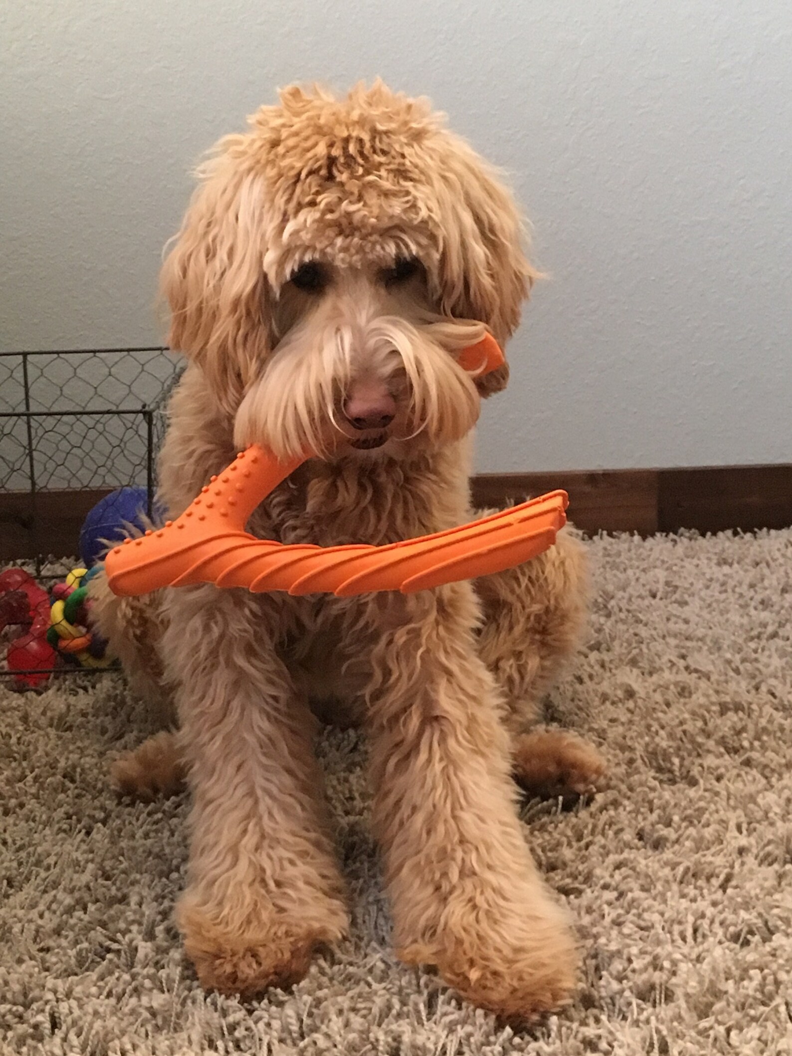 Goldendoodle Pet Pillow Personalised Pillow Personalized Gift Gift for ...