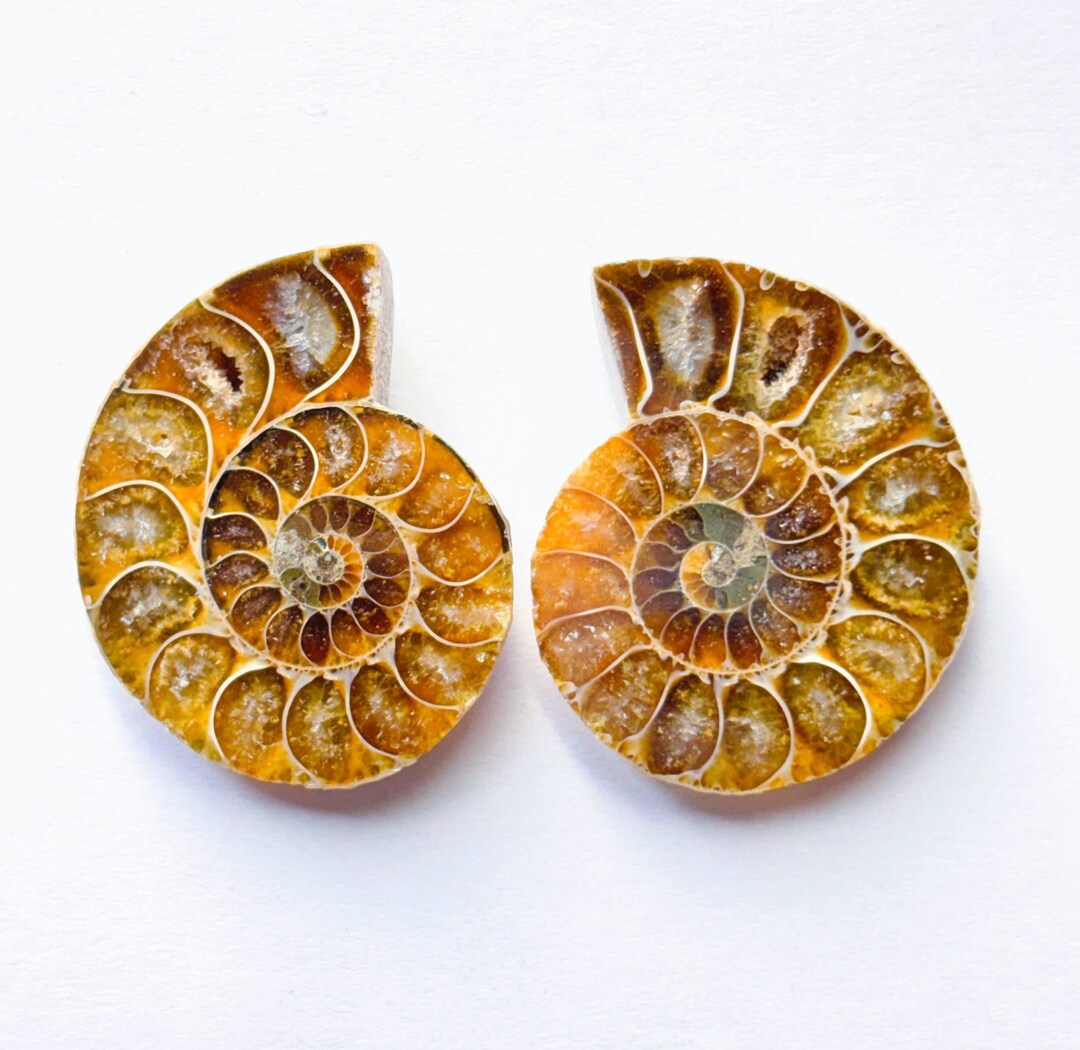 Natural Brown Ammonite Fossil Pair Wholesale Gemstone, Bulk Designer ...