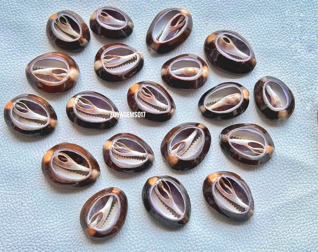 Honey Cowrie Shells: Cypraea Helvola, DIY Jewelry Making Supplies (20 ...