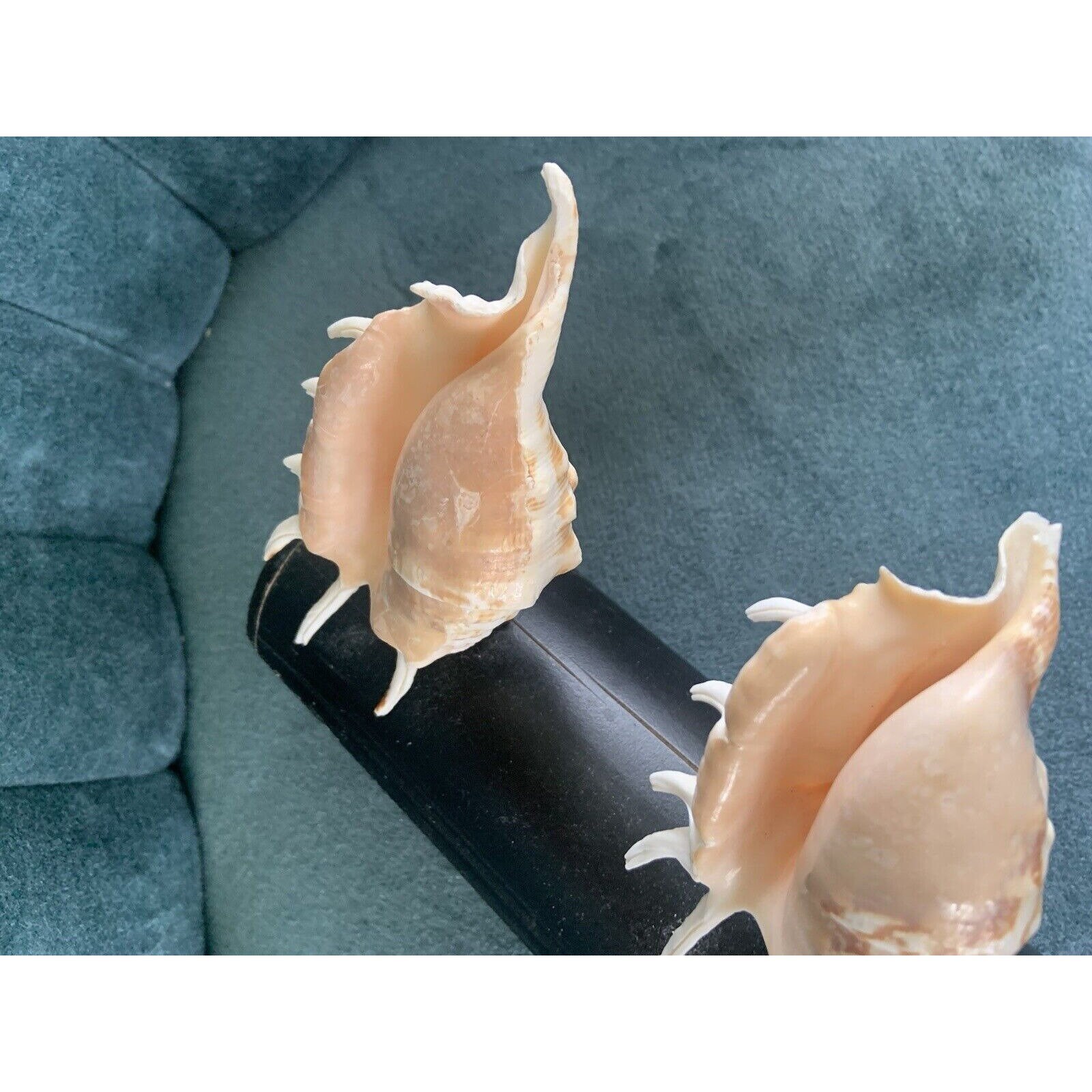 Lambis Spider Conch Seashell Specimen X 3, Mounted Display Ocean - Etsy