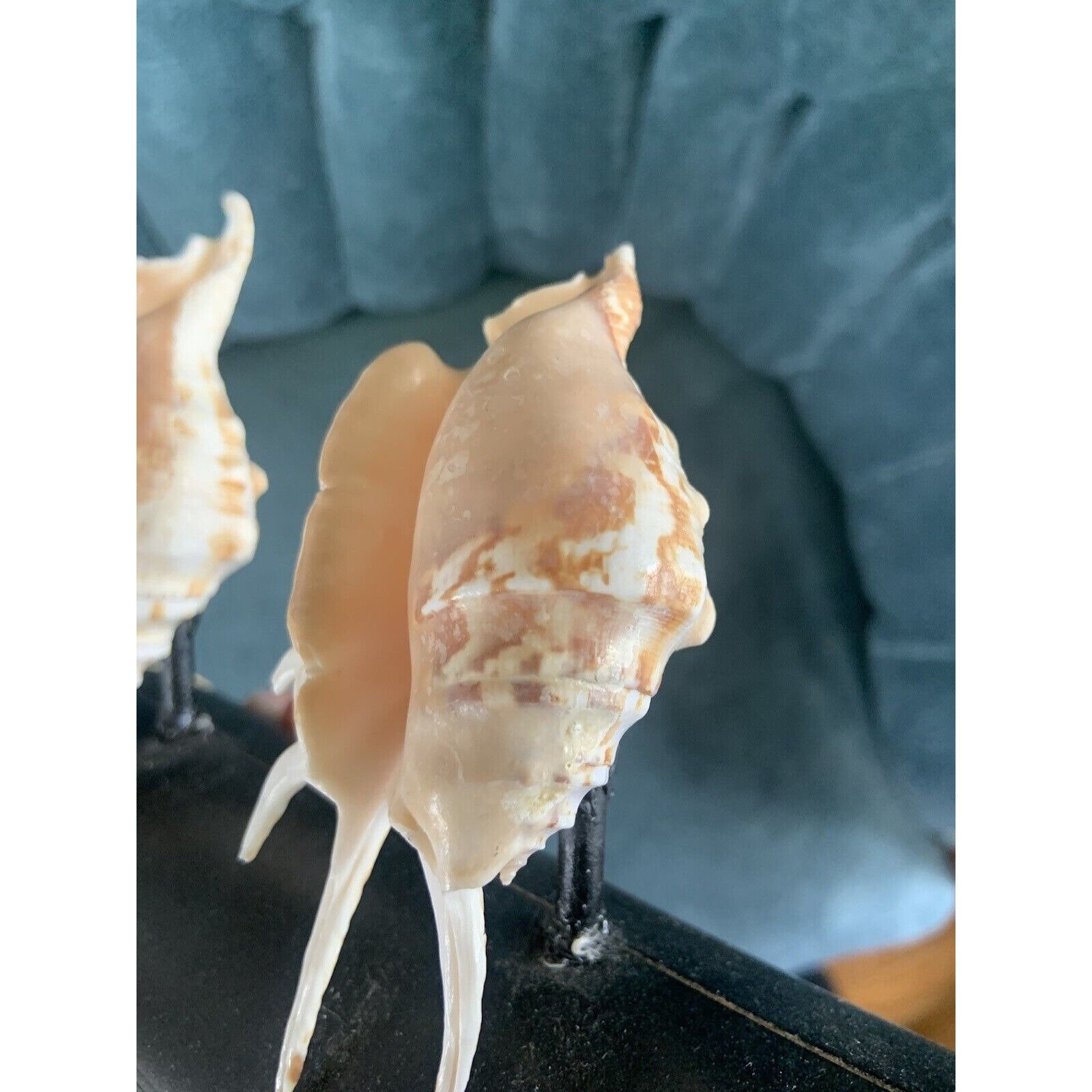 Lambis Spider Conch Seashell Specimen X 3, Mounted Display Ocean - Etsy