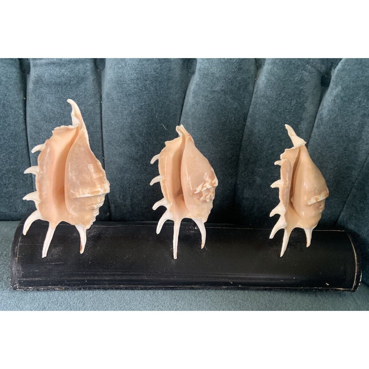 Lambis Spider Conch Seashell Specimen X 3, Mounted Display Ocean - Etsy