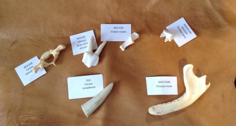 Custom Bone Throwing Divination Set osteomancy ossomancy | Etsy