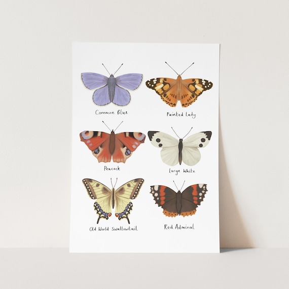 Butterflies print children's decor educational decor | Etsy