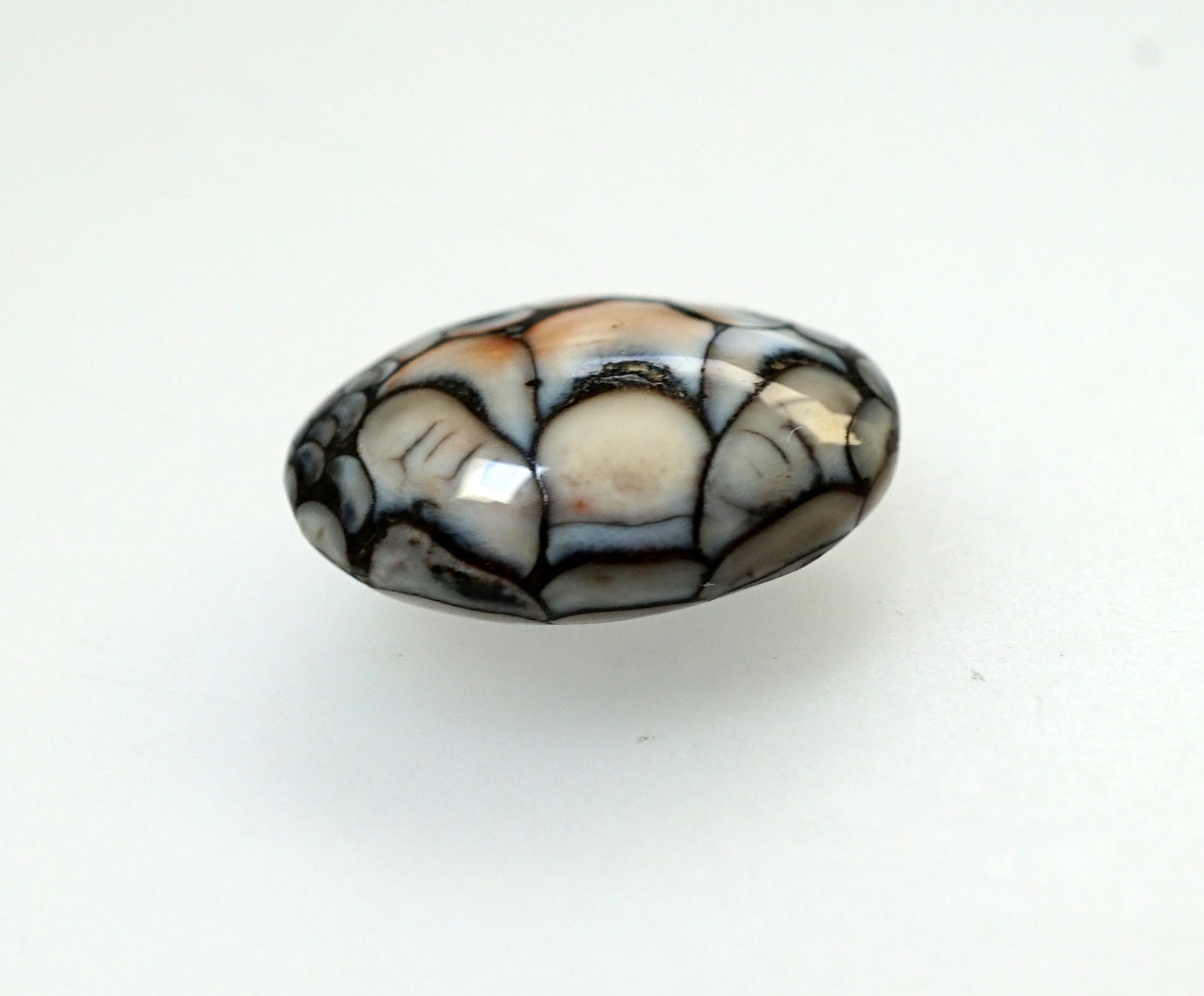 Snakeskin Stone fossilized Palate of Ancient Wrasse Cabochon - Etsy