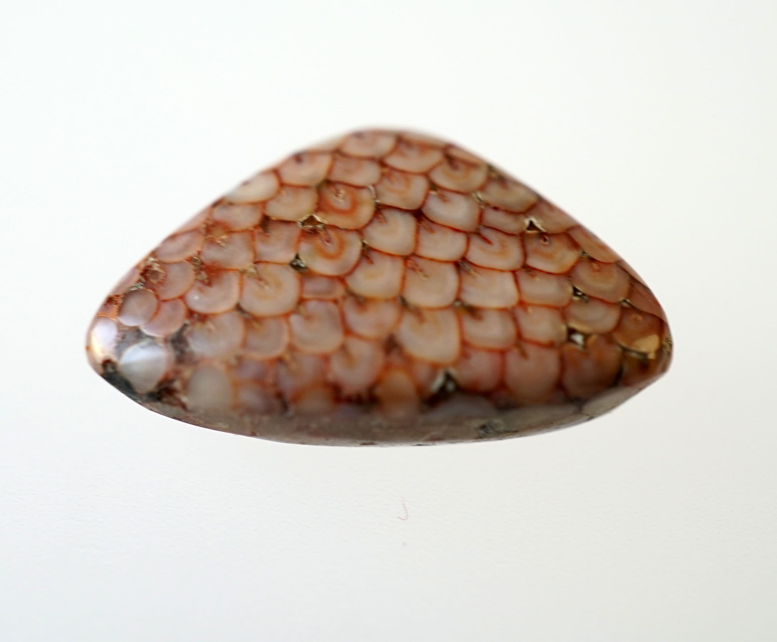 Snakeskin stone fossilized palate of ancient wrasse cabochon | Etsy